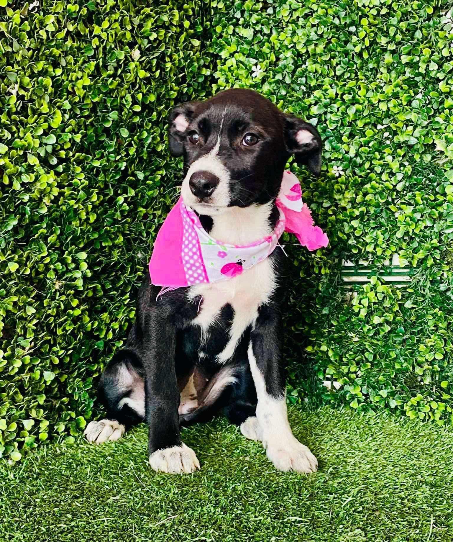 Dog for adoption - Ava, a Mixed Breed in Puyallup, WA | Petfinder