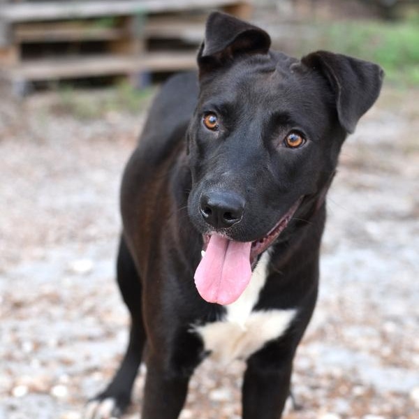 Dog for adoption - Kitt, a Black Labrador Retriever Mix in Blaine, WA ...