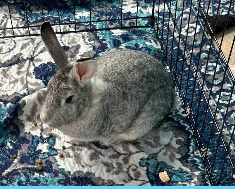 Rabbit for adoption - Stormy, a Bunny Rabbit Mix in Paradis, LA | Petfinder