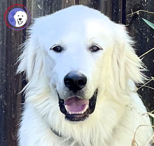 Dog for adoption - Zeus, a Great Pyrenees in Boise, ID | Petfinder
