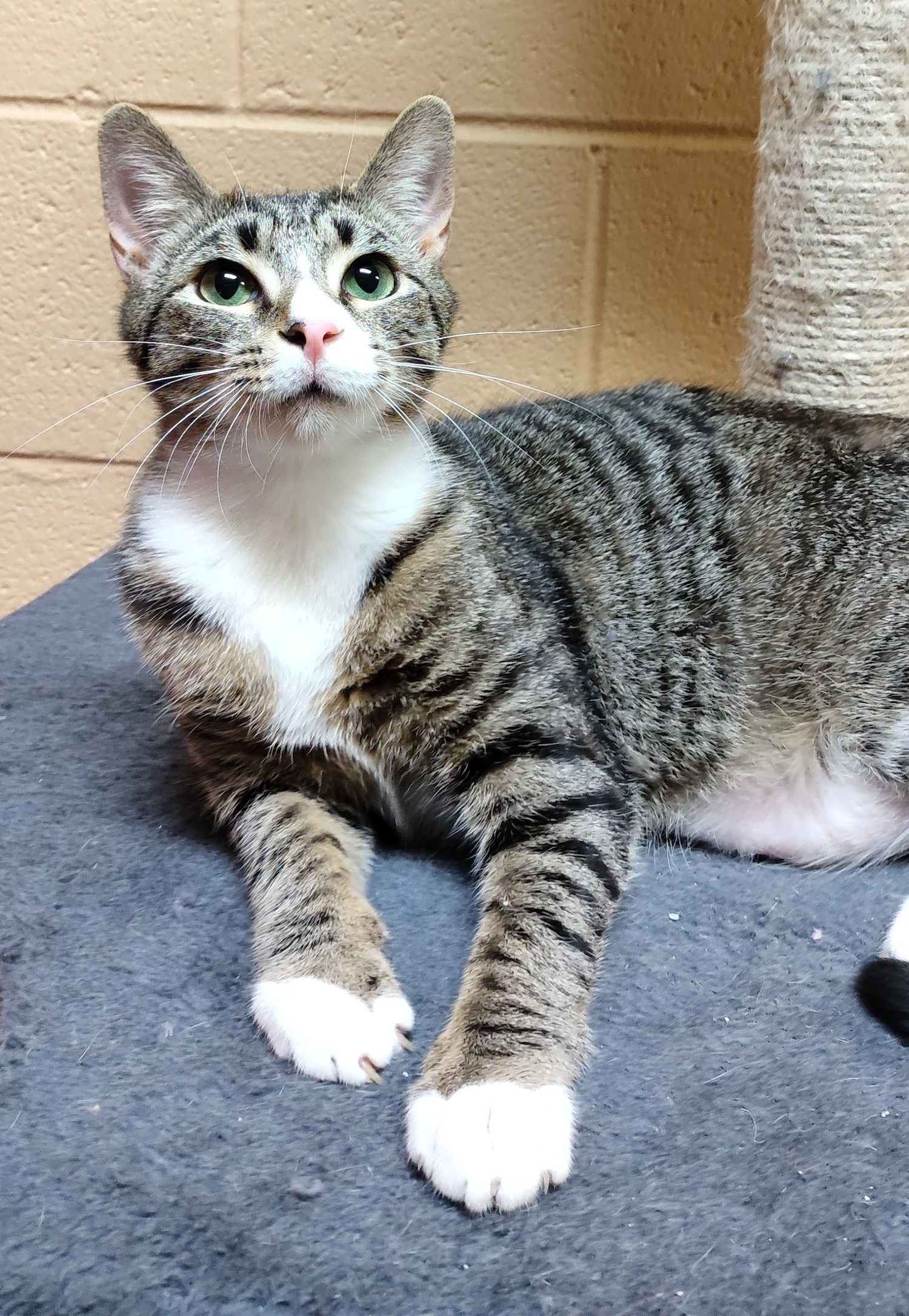 Available Cats and Kittens - Johnston County Animal Protection League ...