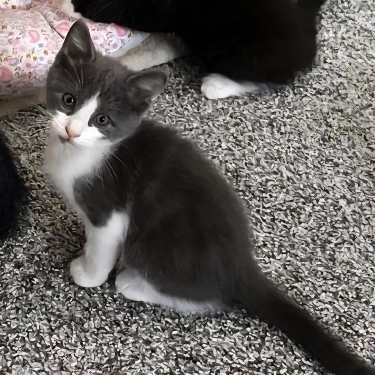 Cat for adoption - Graham Starkey, a Domestic Short Hair Mix in Denver ...