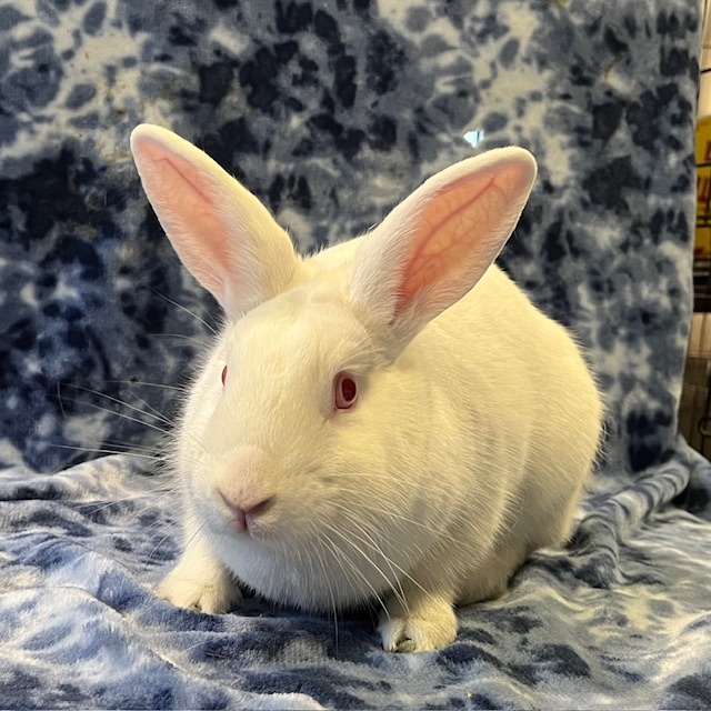 Rabbit for adoption - Paddy, a Californian & American Mix in Erie, PA ...