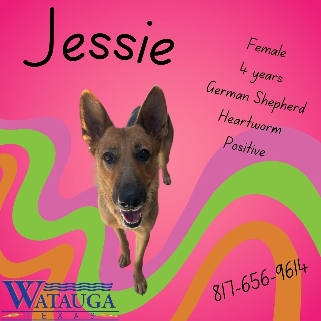 Dog for adoption - Jessie, a German Shepherd Dog in Watauga, TX | Petfinder