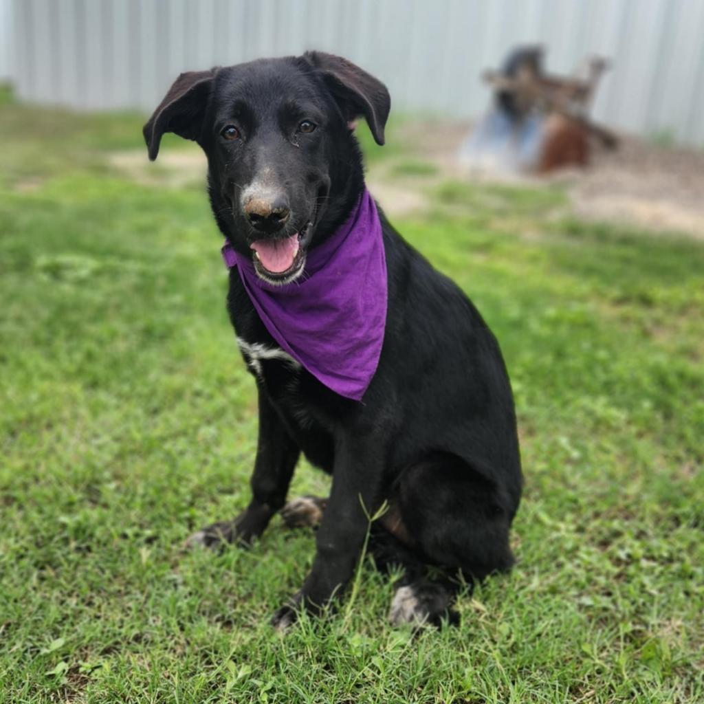 Dog for adoption - Kelly JuM, a Shepherd & Anatolian Shepherd Mix in ...