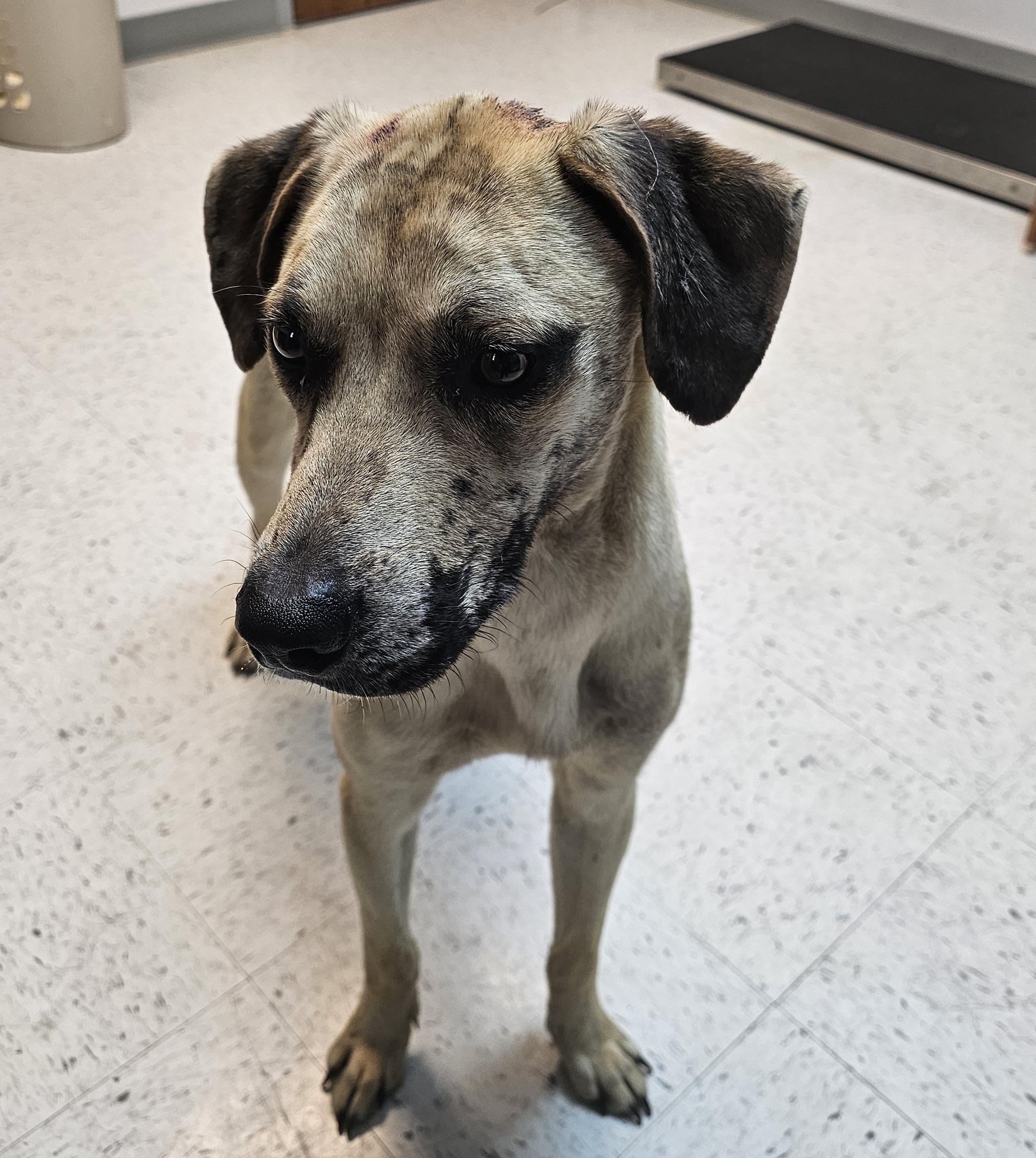 Dog for adoption - Flash, a Hound Mix in Decatur, TX | Petfinder