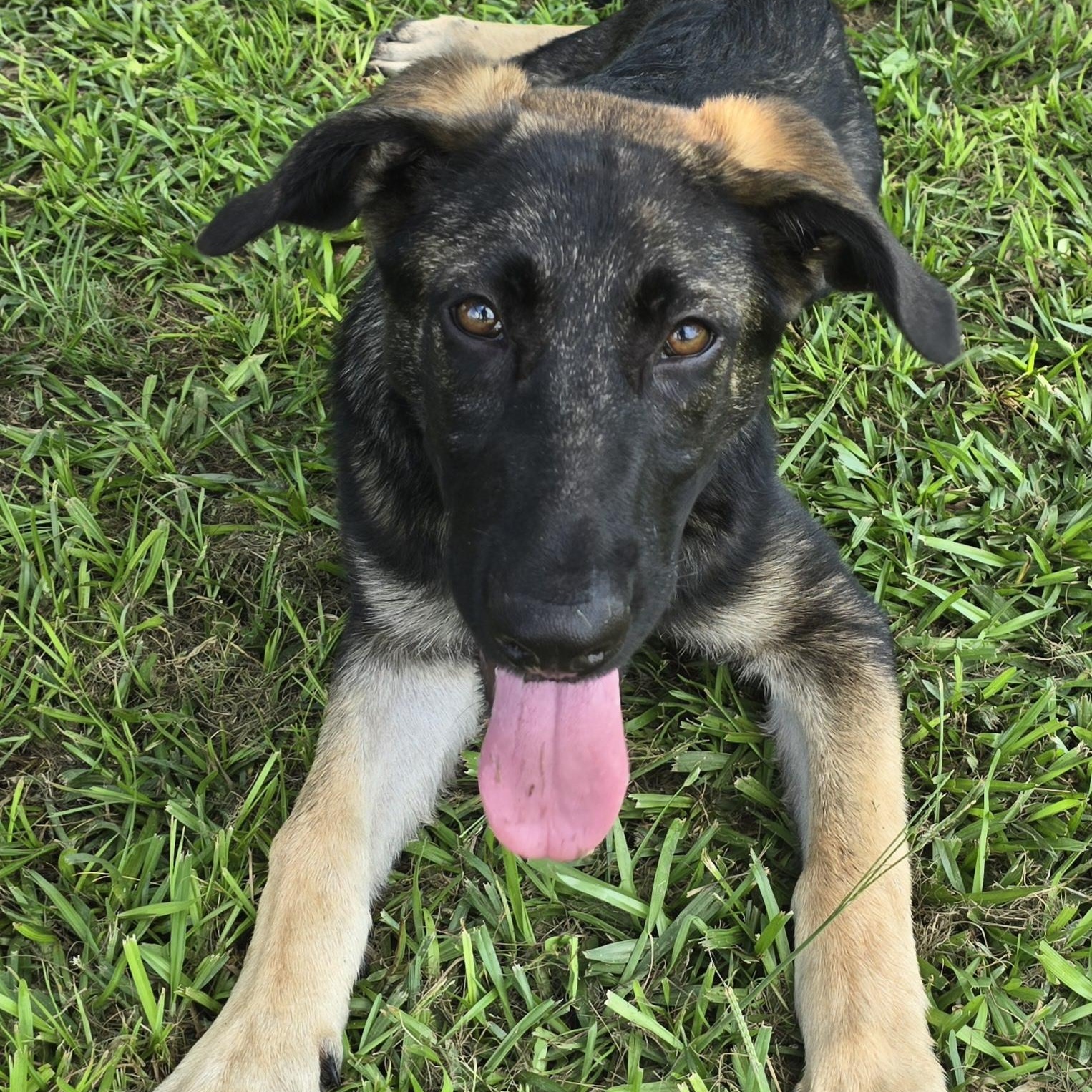Dog for adoption - Nicki, a German Shepherd Dog & Hound Mix in Sheridan ...