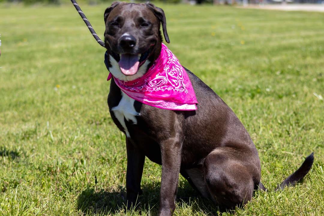 Dog for adoption - Fibi, a Mixed Breed in Windsor, MO | Petfinder