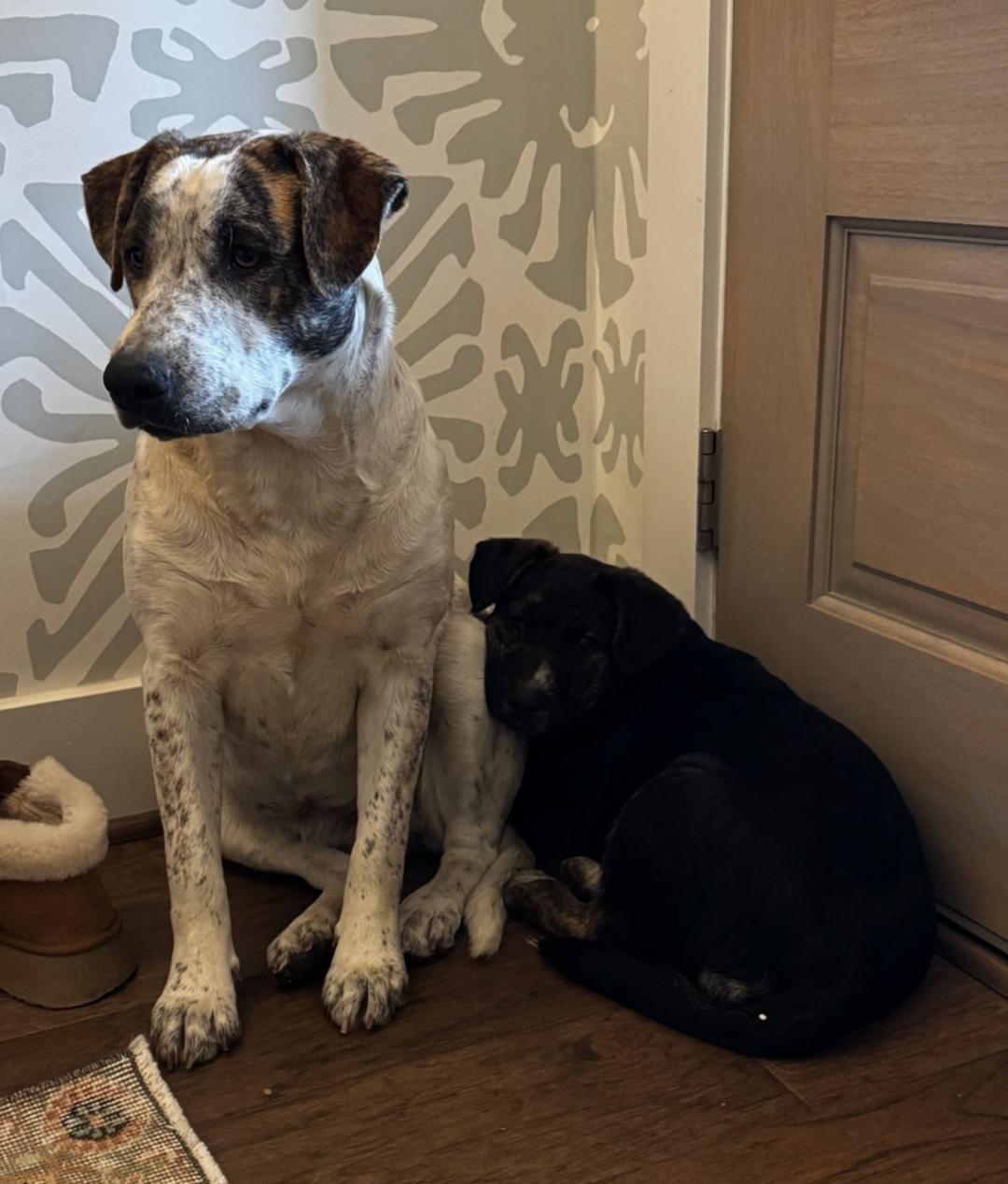 Dog for adoption - Oreo, a Border Collie Mix in Davenport, IA | Petfinder