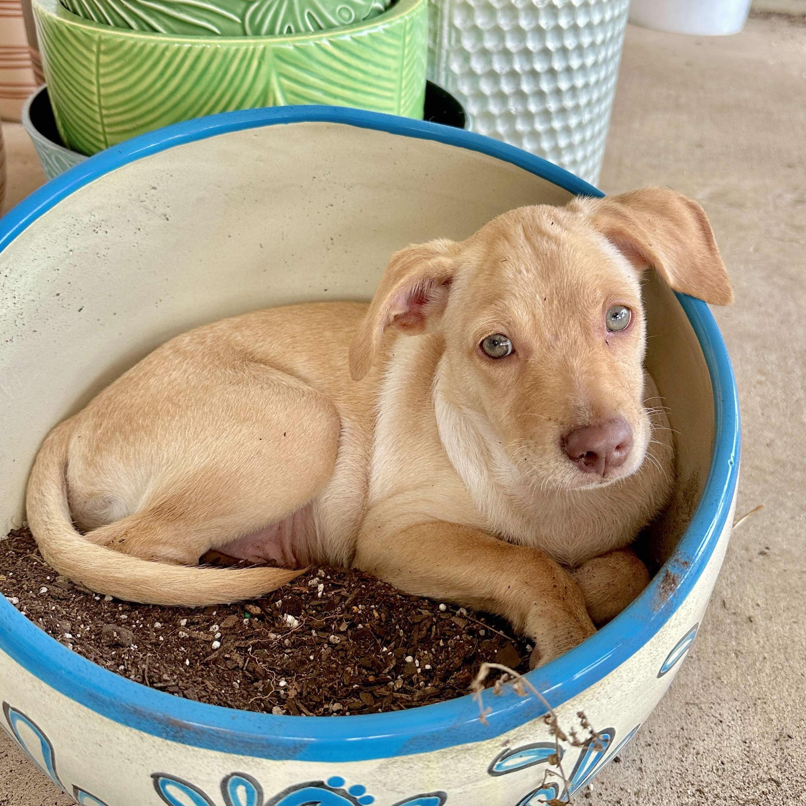 Dog for adoption - Buzz, a Retriever & Border Terrier Mix in New Haven ...