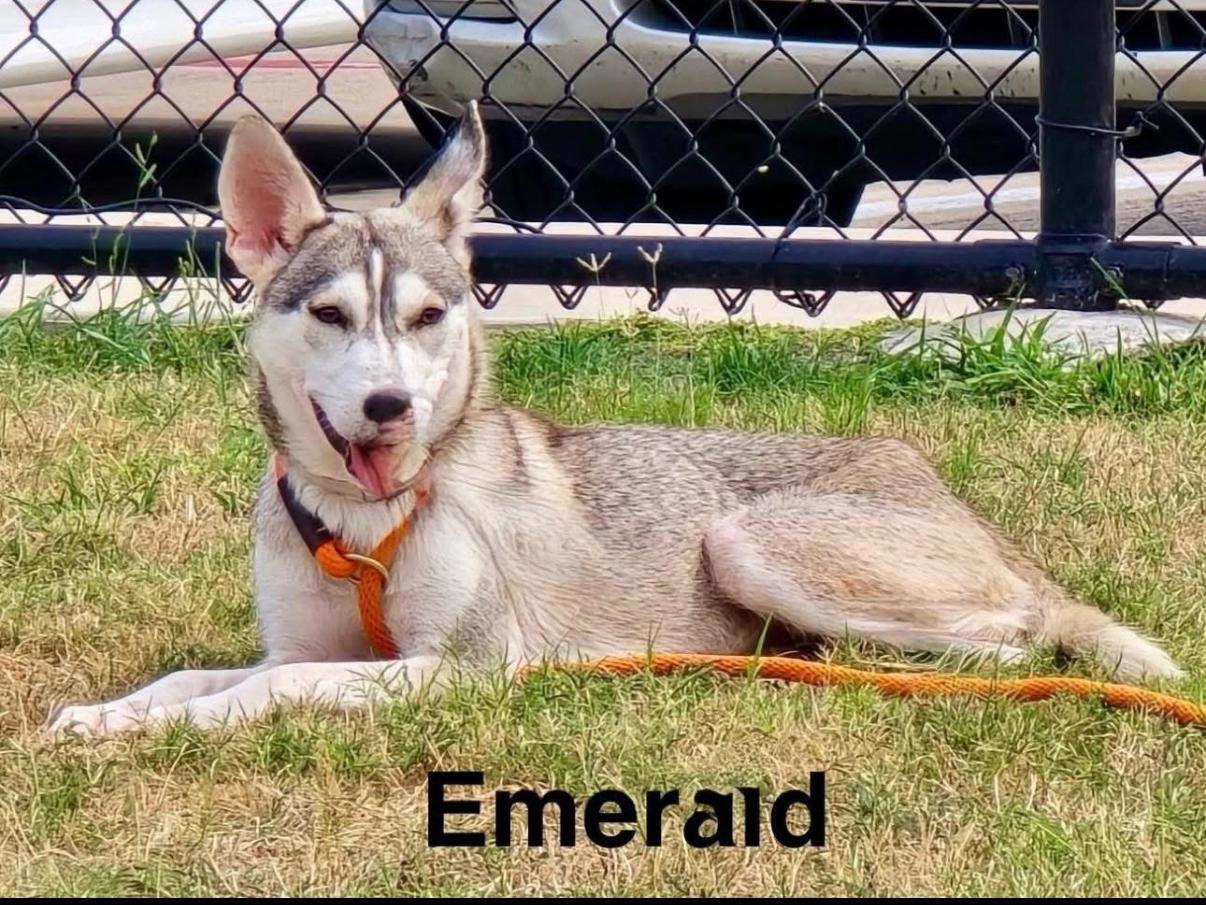 Dog for adoption - Emerald, a Siberian Husky in Punta Gorda, FL | Petfinder