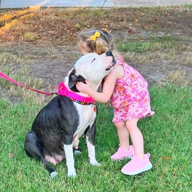 Dog for adoption - Tootsie Roll Trained Family Dog, a Pit Bull Terrier ...