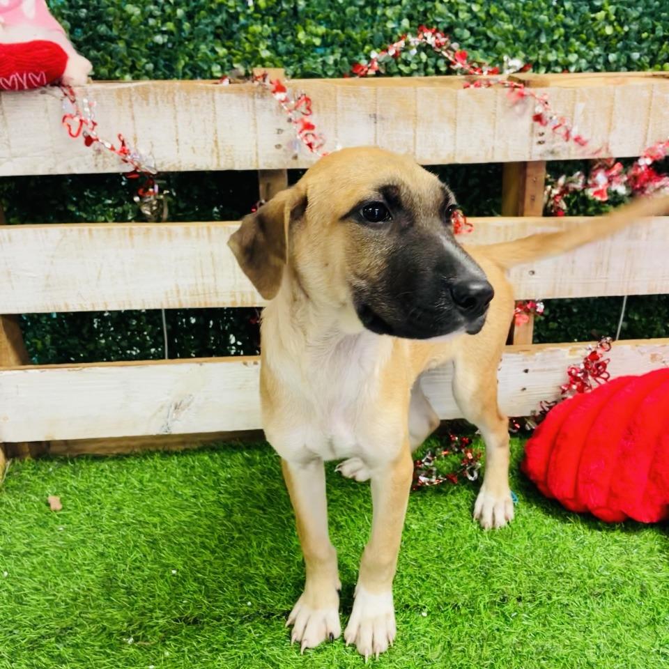 Casper Humane Society in Casper, WY