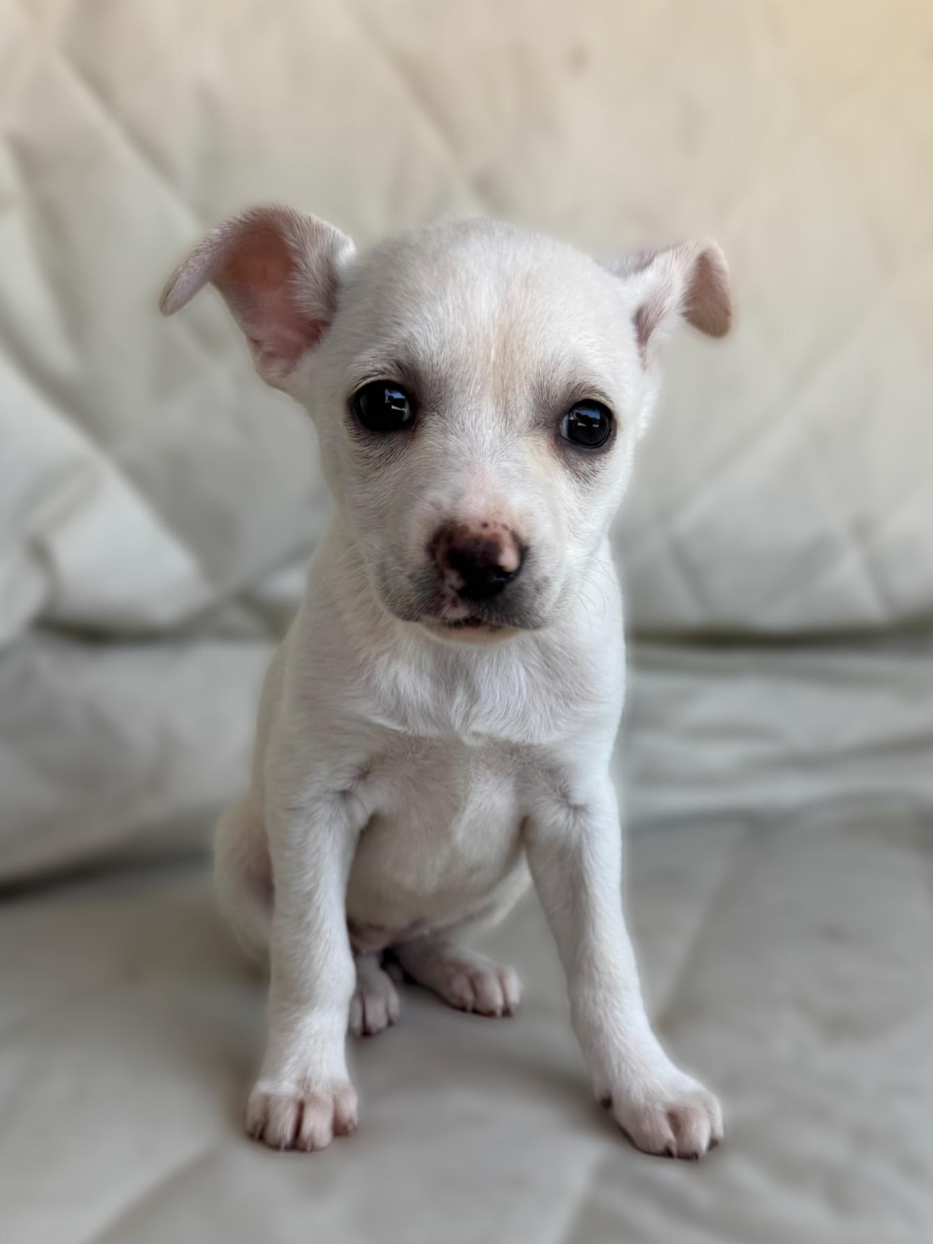 Dog for adoption - Taber, a Spaniel Mix in San Diego, CA | Petfinder