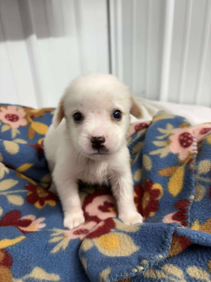 Dog for adoption - Toby, a Mixed Breed in Munfordville, KY | Petfinder