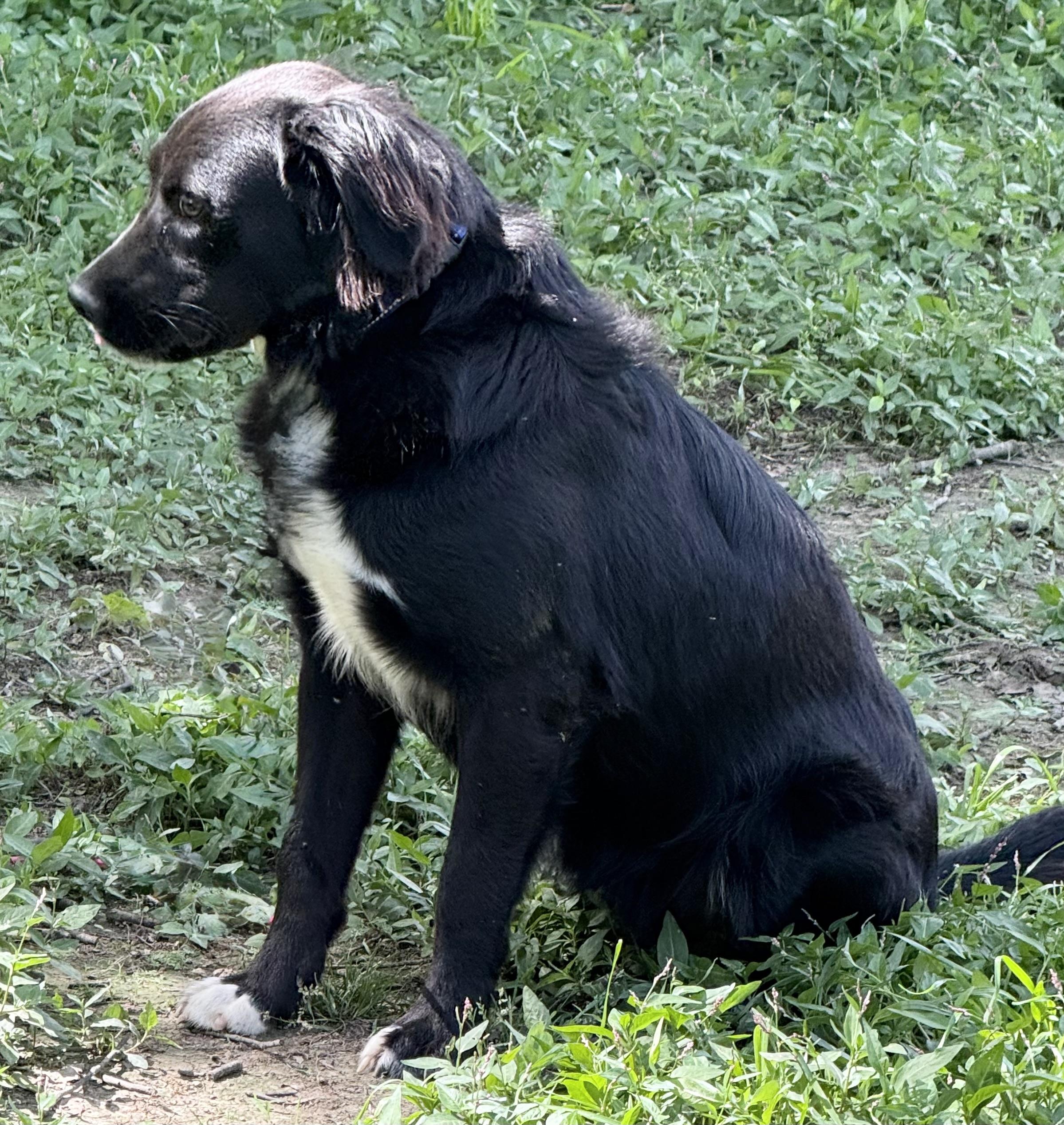 Dog for adoption - Nimbus - such a love, a Flat-Coated Retriever Mix in ...
