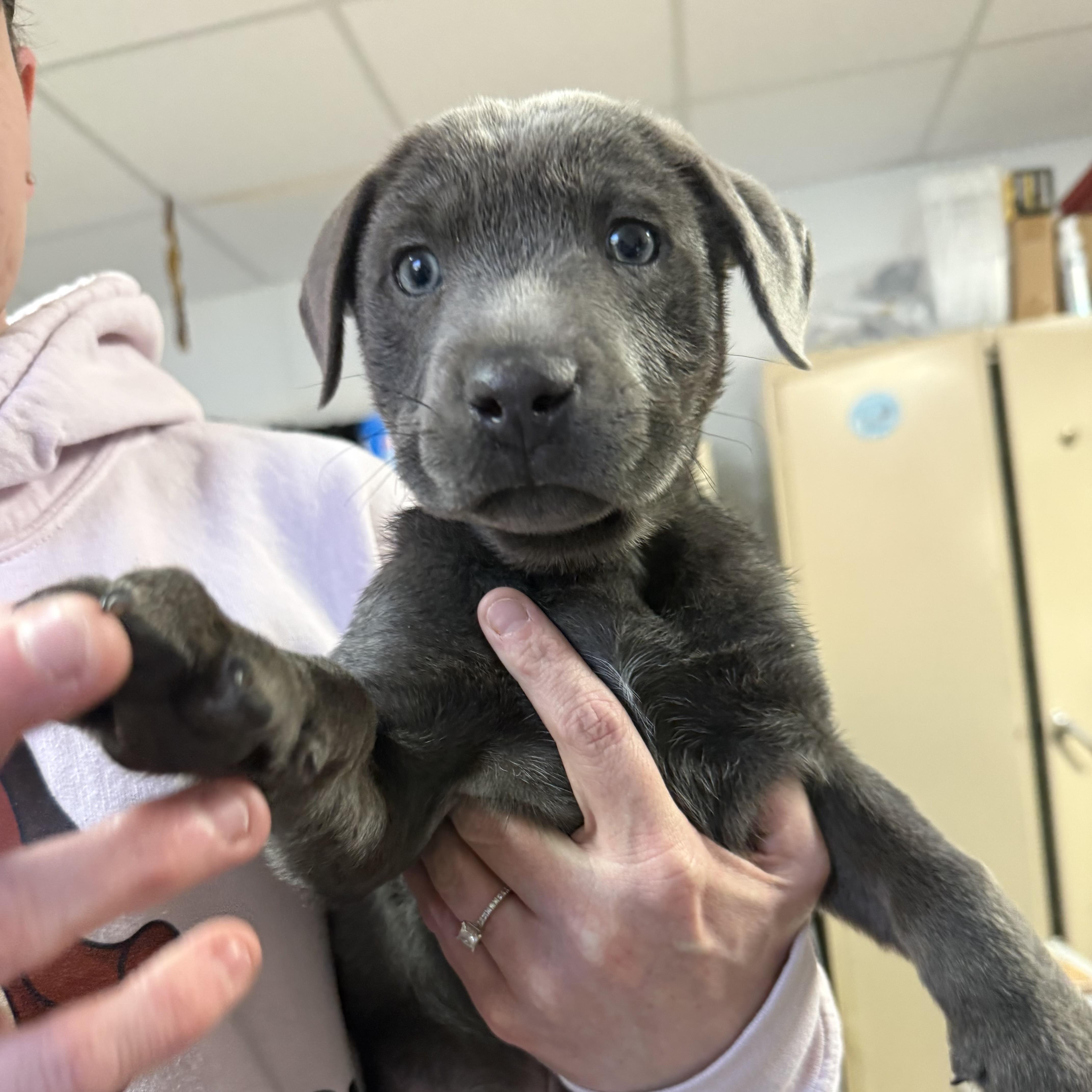 Amos - Adoptable Pet | Petfinder | Petfinder
