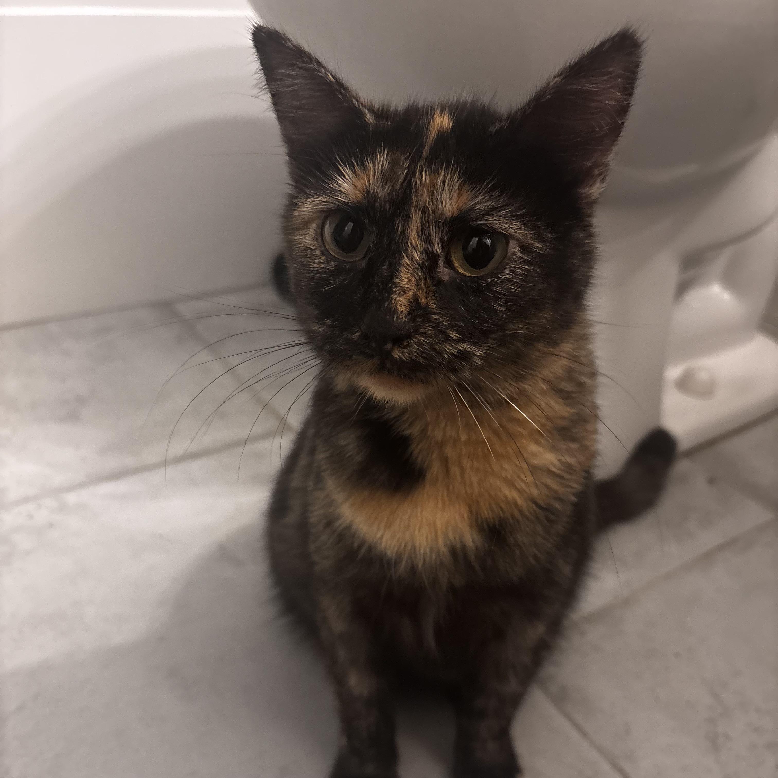 Cat for adoption - Queen Billie, a Domestic Short Hair in Bentonville ...