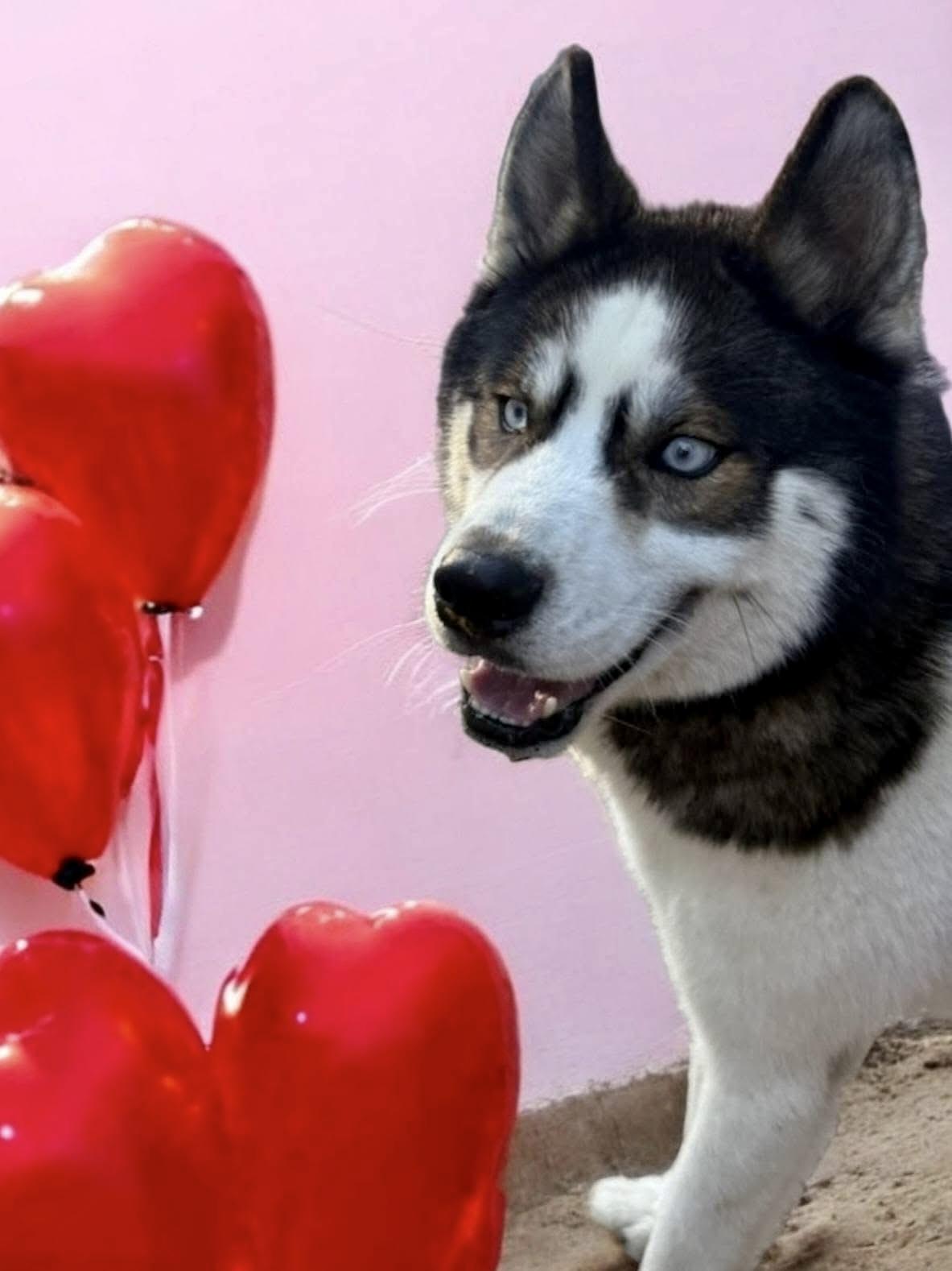 Dog for adoption - Arctic, a Siberian Husky Mix in Horn Lake, MS ...