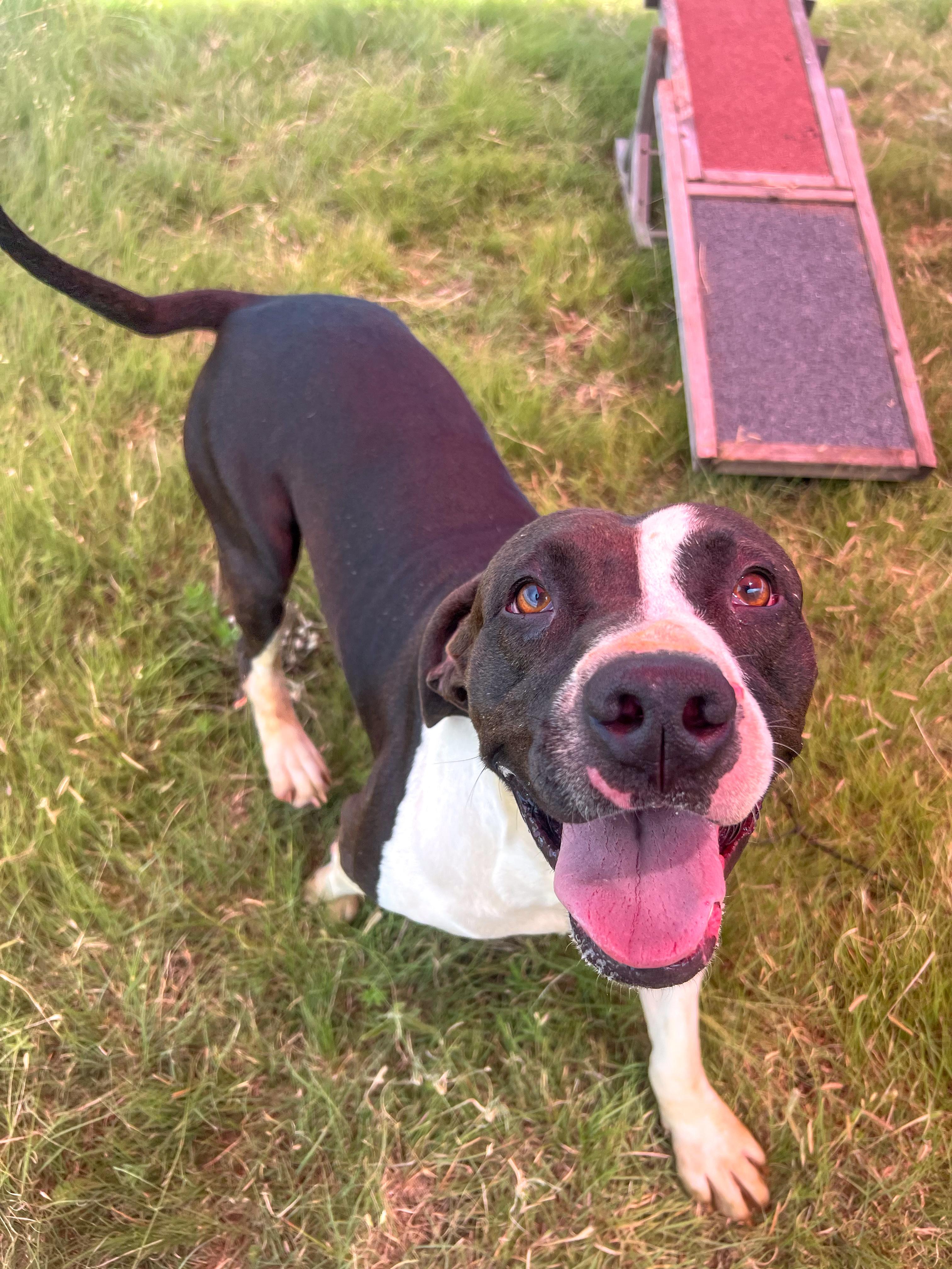 Dog for adoption - Pringles, a Mixed Breed in St Louis, MO | Petfinder