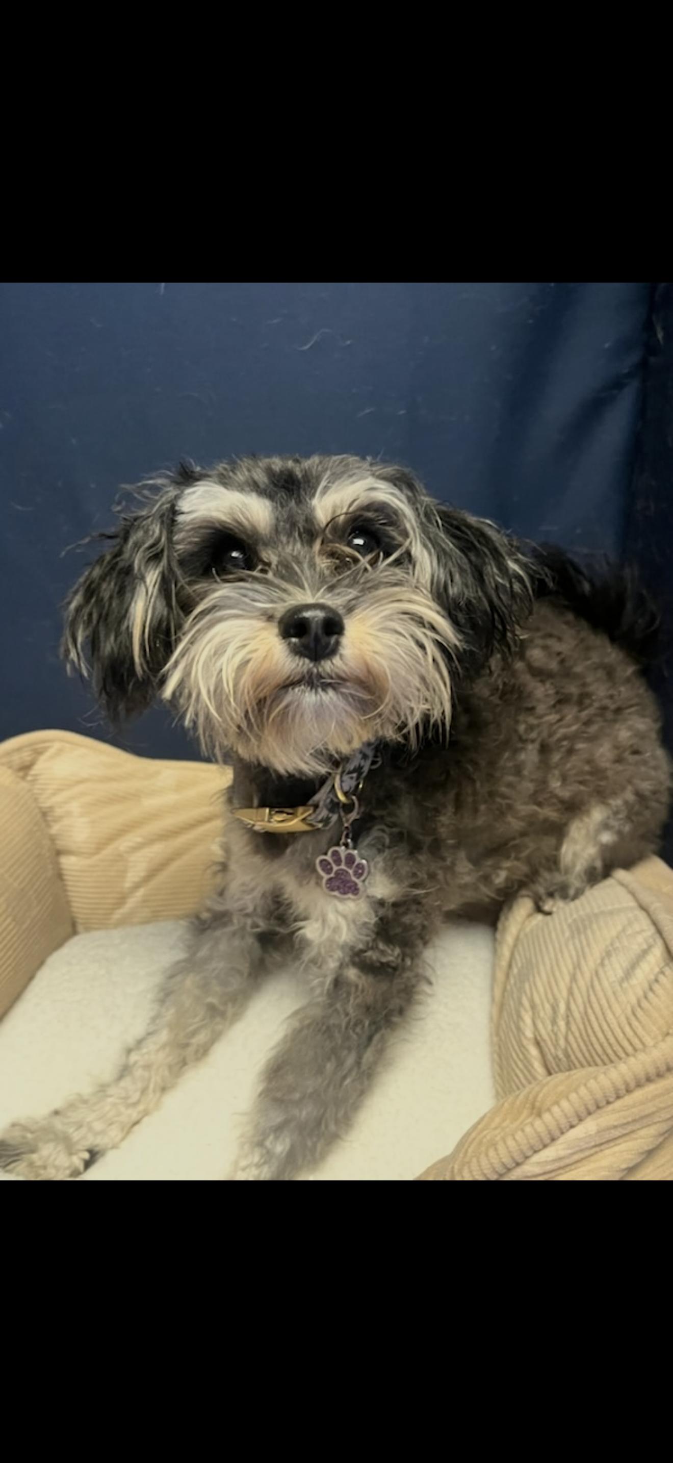 Dog for adoption - Buffy - The Sweet Schnoodle, a Schnoodle in Rancho ...