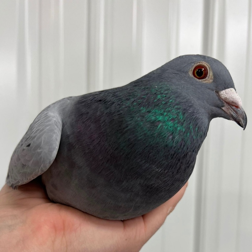 Dove for adoption - Kava, a Pigeon in Chicago, IL | Petfinder