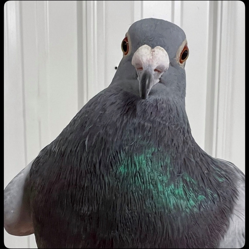 Dove for adoption - Kava, a Pigeon in Chicago, IL | Petfinder