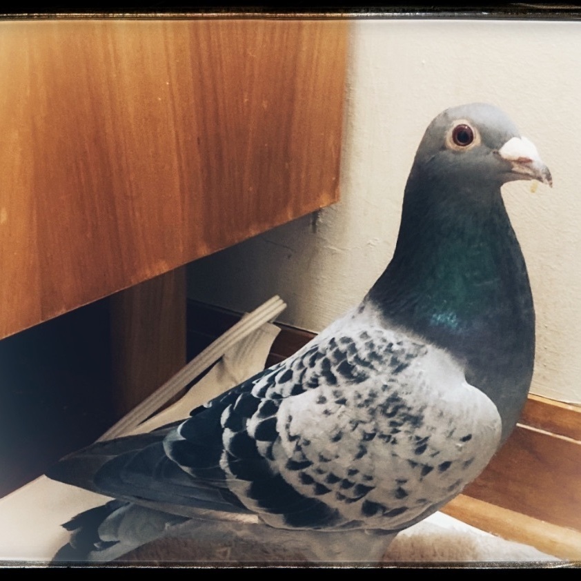 Dove for adoption - Kava, a Pigeon in Chicago, IL | Petfinder