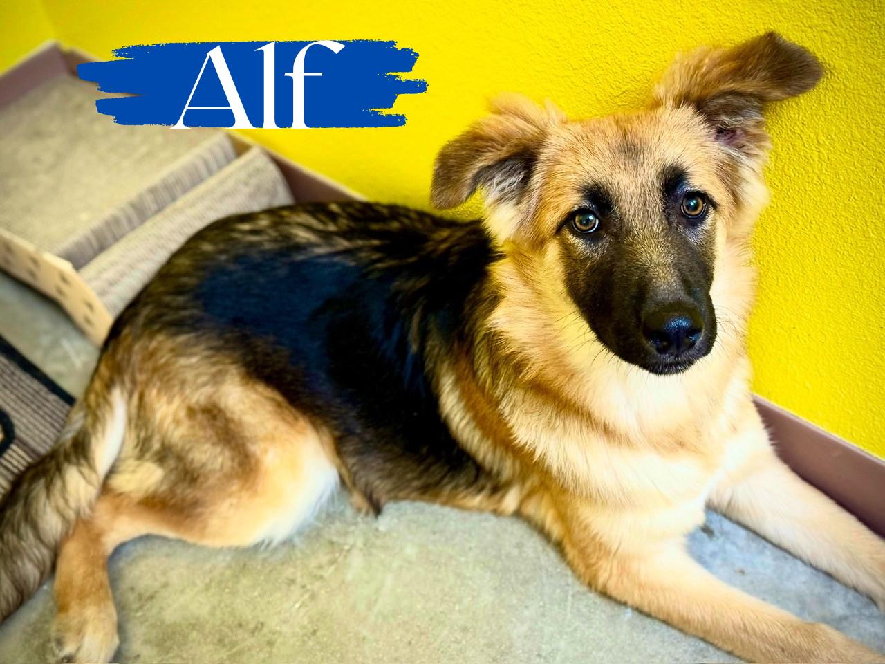 Dog for adoption - Alf, a German Shepherd Dog Mix in Comfort, TX ...