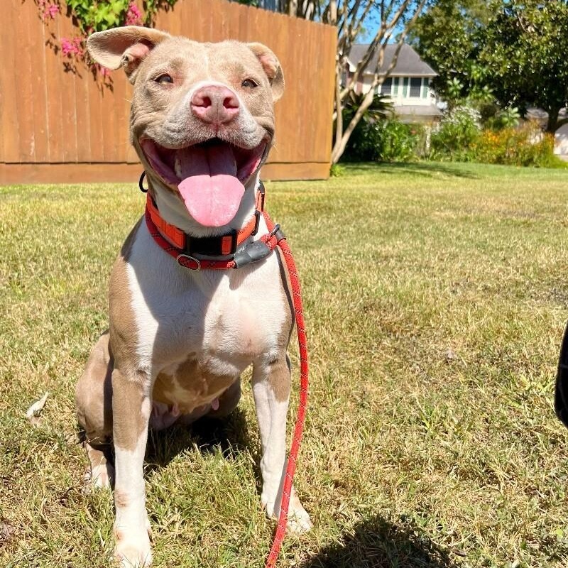 Dog for adoption - Sweet Smiley Girl the Cuddly Faithful Friend, a Pit ...