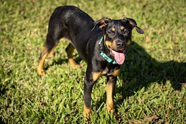 Dog for adoption - Revlon, an American Staffordshire Terrier & Labrador ...