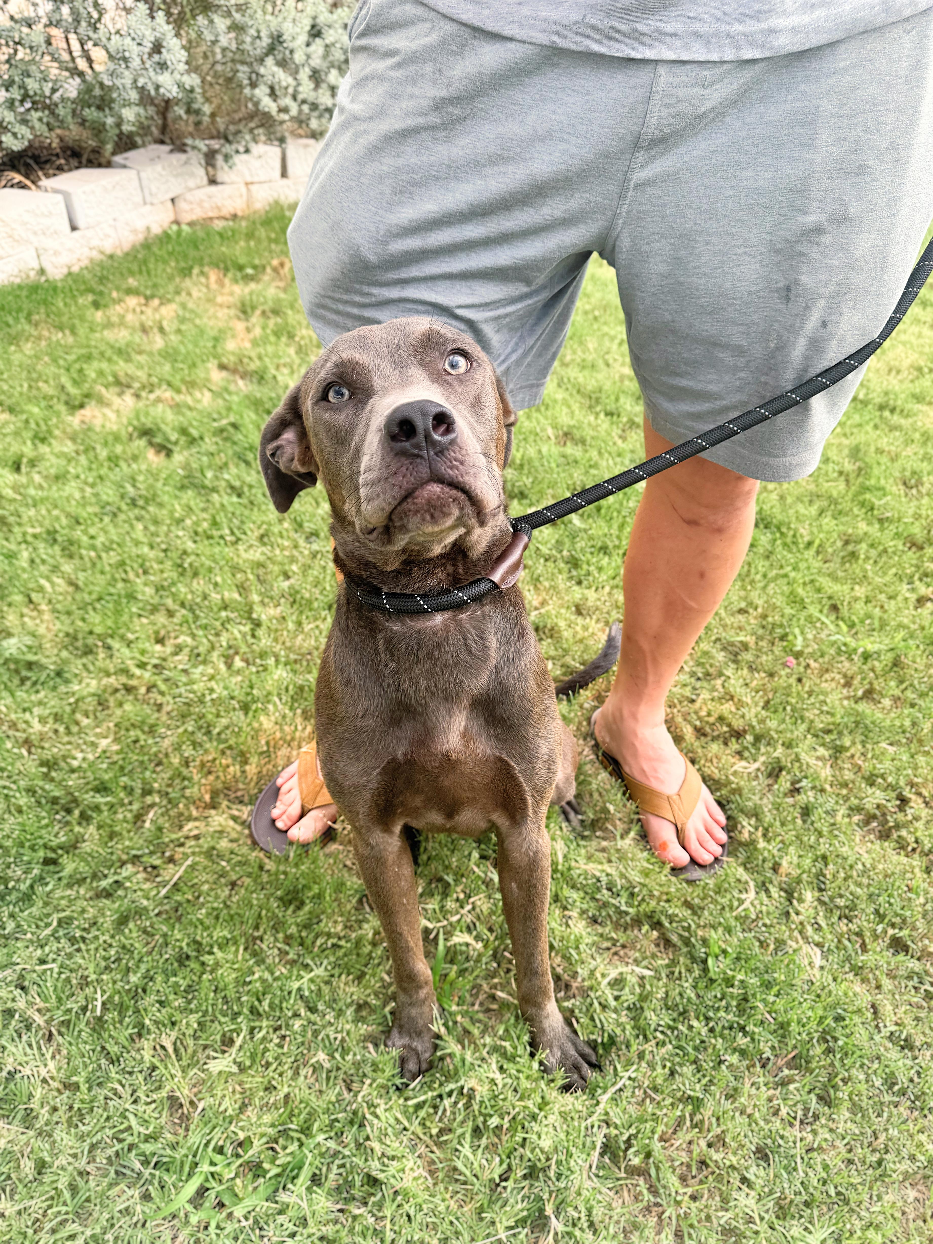 Dog for adoption - Wally, an American Staffordshire Terrier Mix in ...