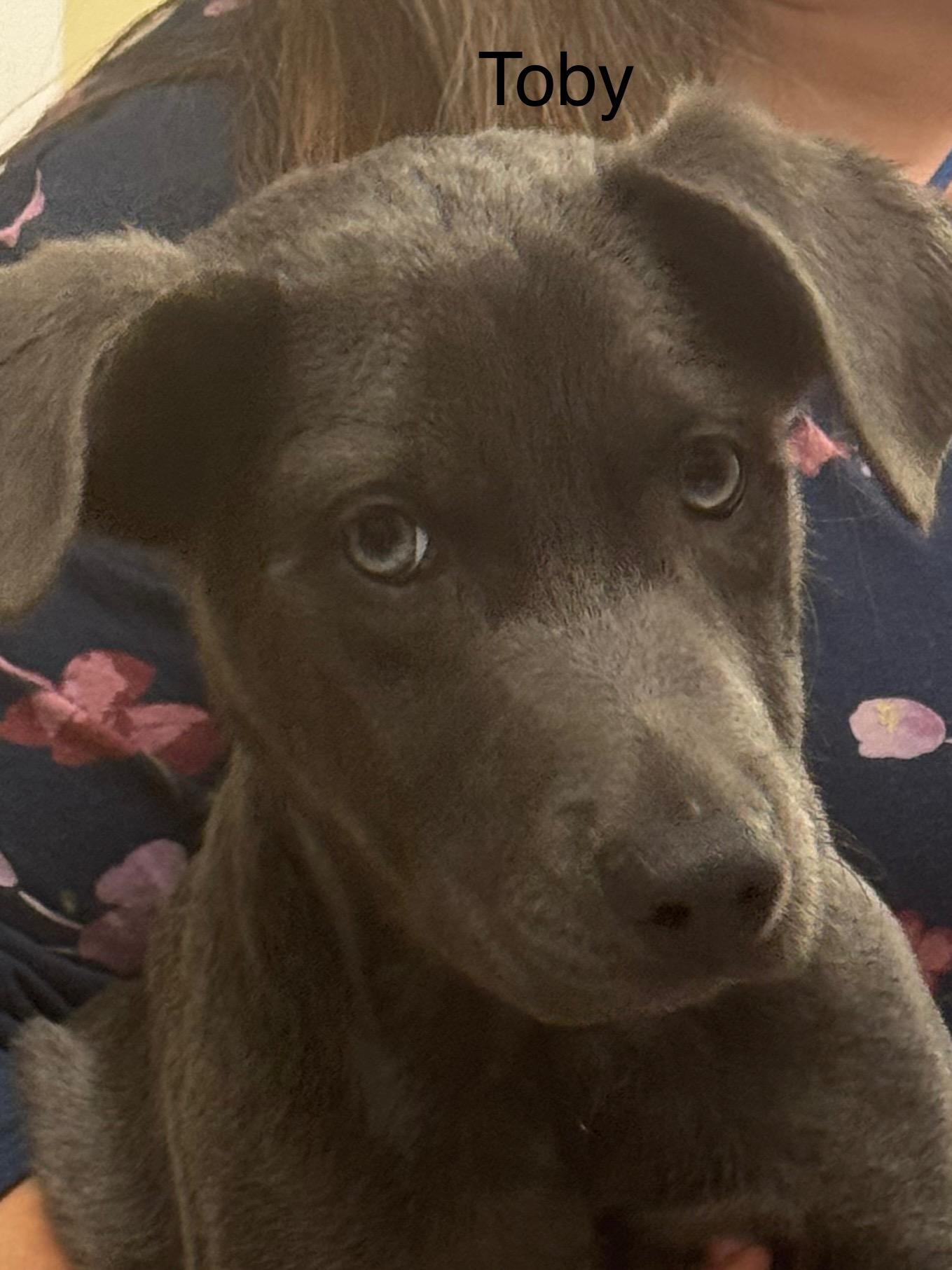 Dog for adoption - Toby, a Terrier in Ulster, PA | Petfinder