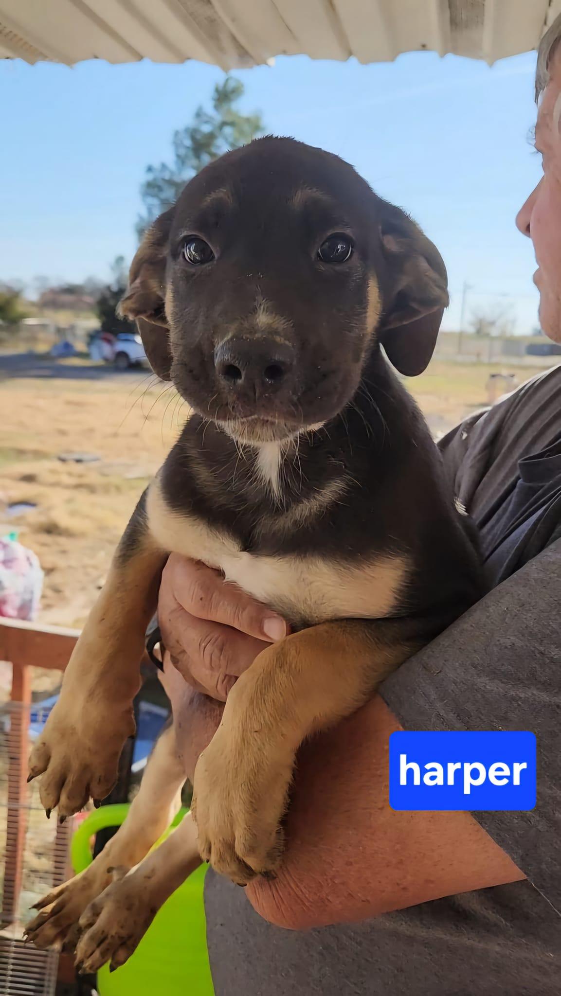 Dog for adoption - Harper, a Labrador Retriever Mix in abingdon, MD ...