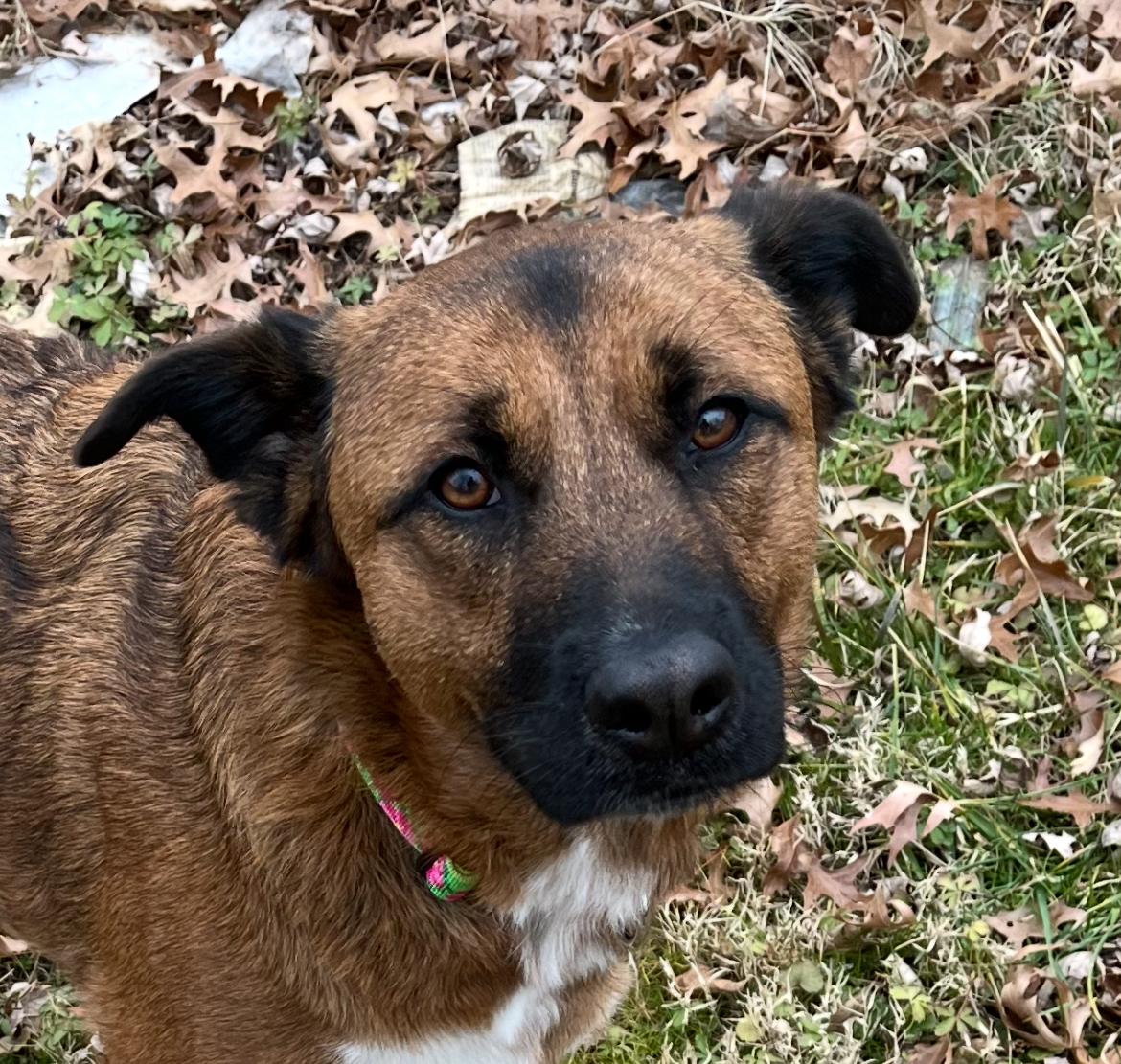 Coco - Adoptable Pet | Petfinder | Petfinder