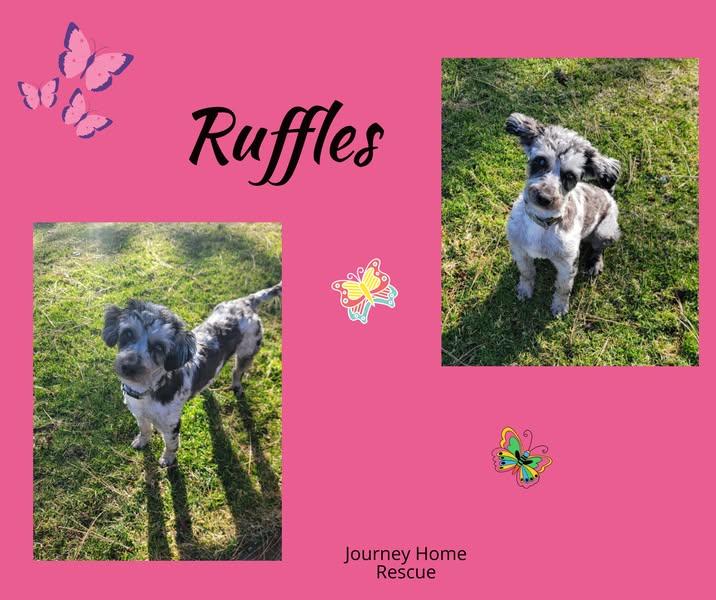 Dog for adoption - Ruffles, a Poodle in East Wenatchee, WA | Petfinder
