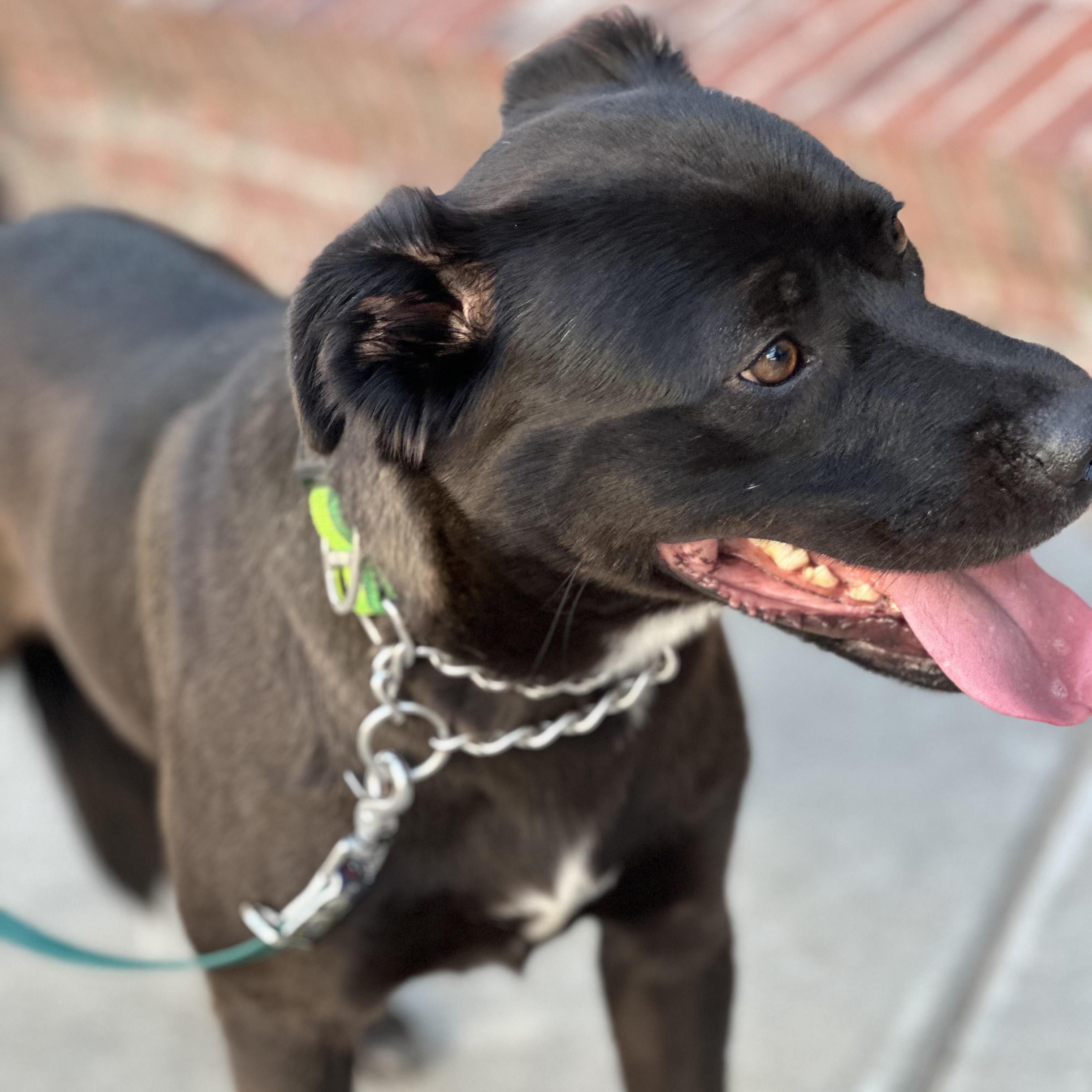 Dog for adoption - Rhoades, a Black Labrador Retriever Mix in Milwaukee ...