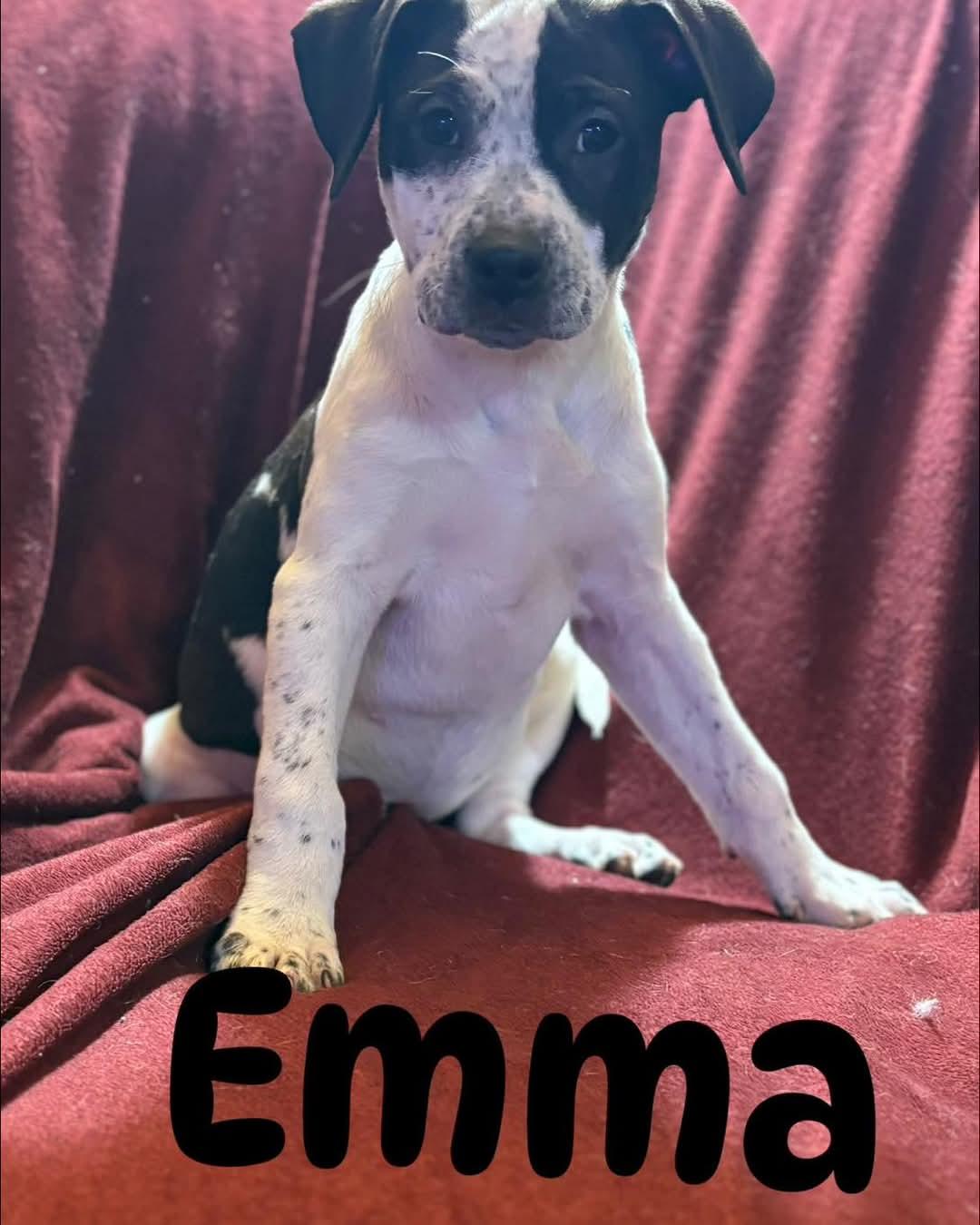 Dog for adoption - Emma, a Boxer Mix in Washington , PA | Petfinder