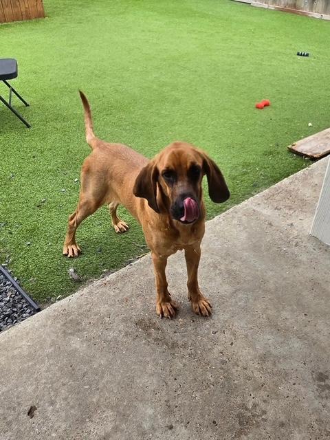 Dog for adoption - Hazel, a Bloodhound in Albert Lea, MN | Petfinder