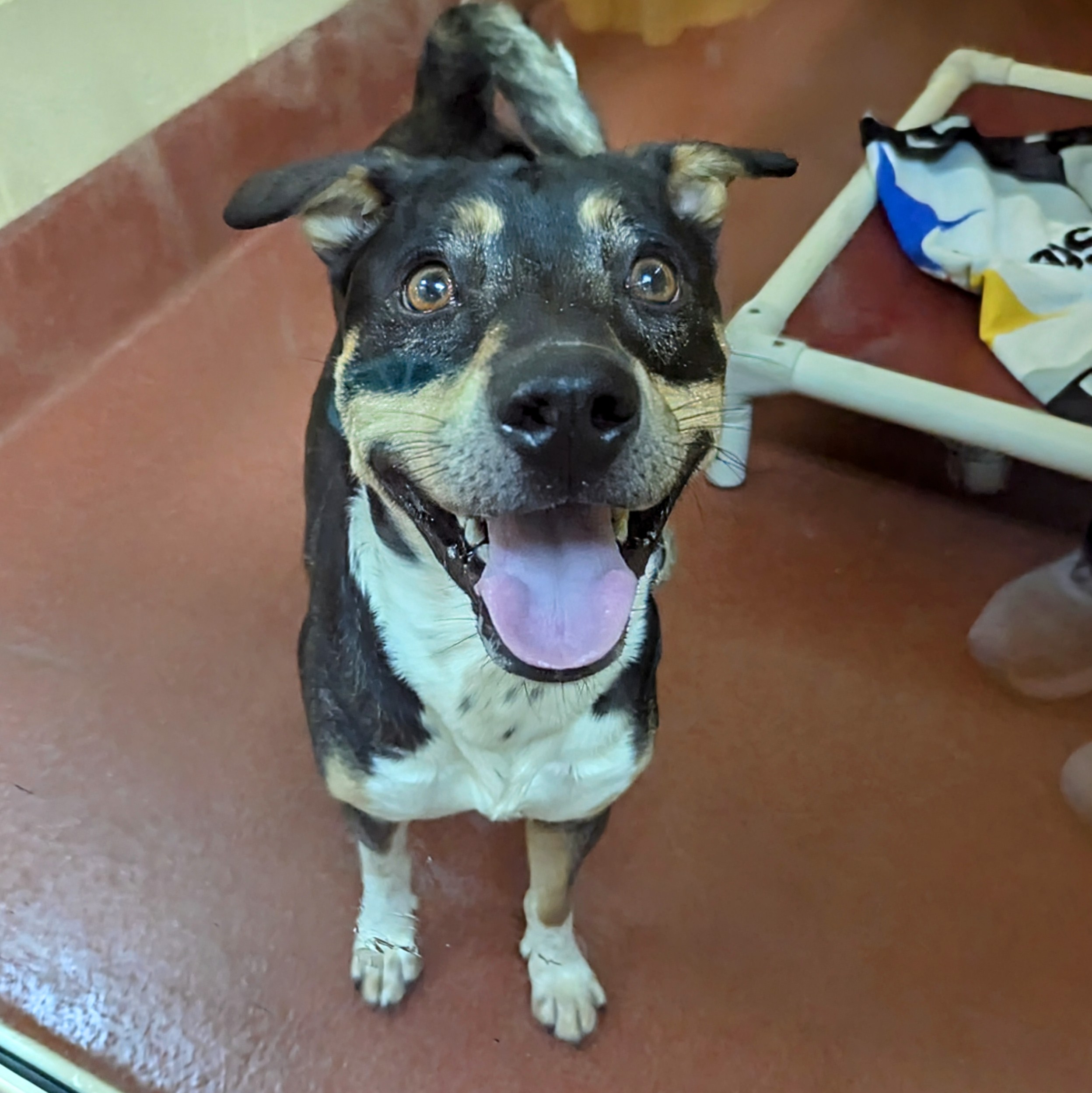 Dog for adoption - Bert, a German Shepherd Dog & Spitz Mix in Accident ...