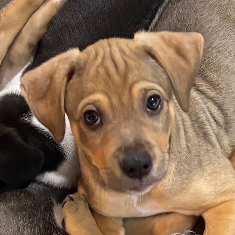 Dog for adoption - Bobby - Loves Food!, a Terrier Mix in Albany, NY ...