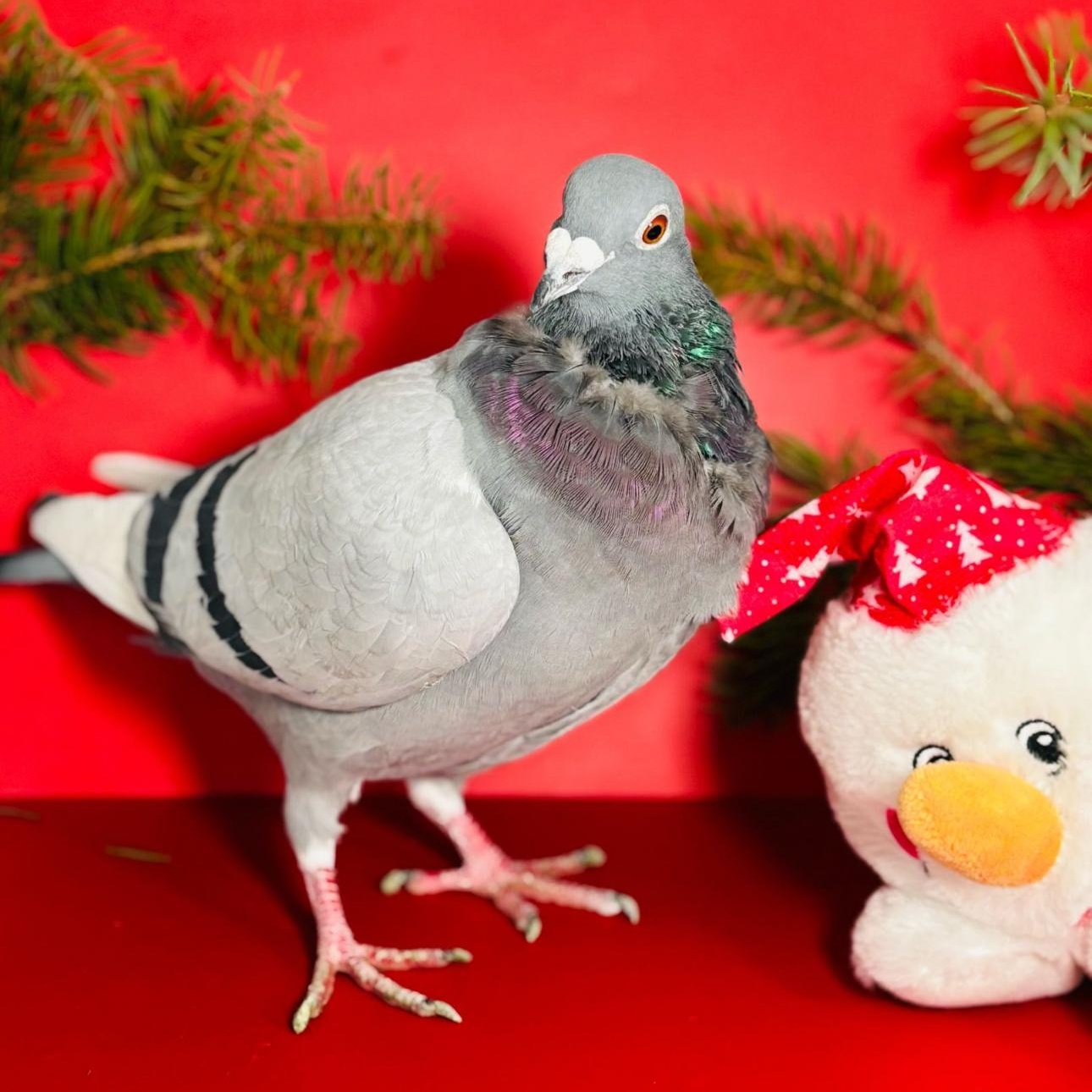 Dove for adoption - Orestes, a Pigeon in Chicago, IL | Petfinder