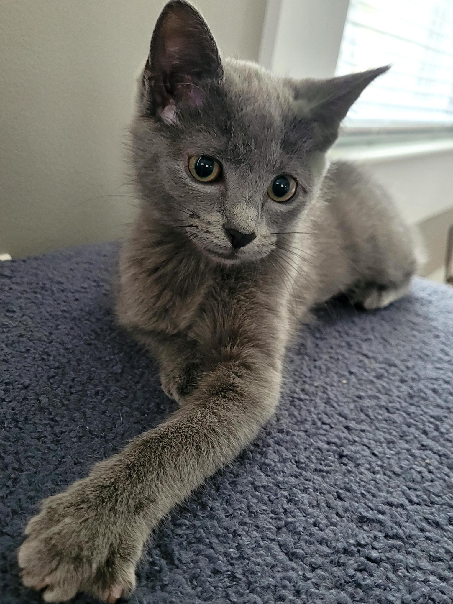 Cat for adoption - Zelda & Ziggy =^.^=, a Domestic Short Hair in ...