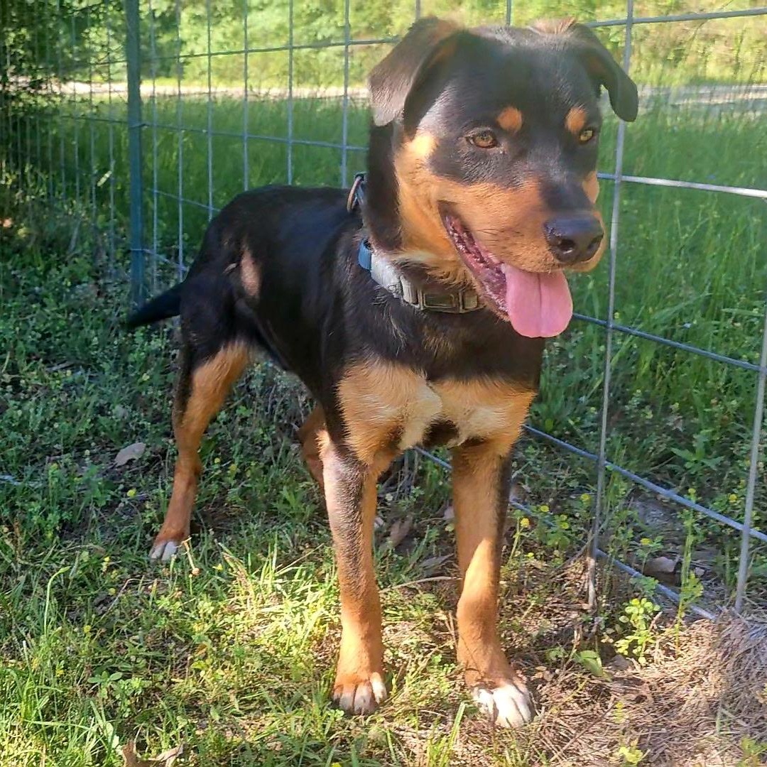 Dog for adoption - Rowdy, a Rottweiler & Coonhound Mix in Milwaukee, WI ...