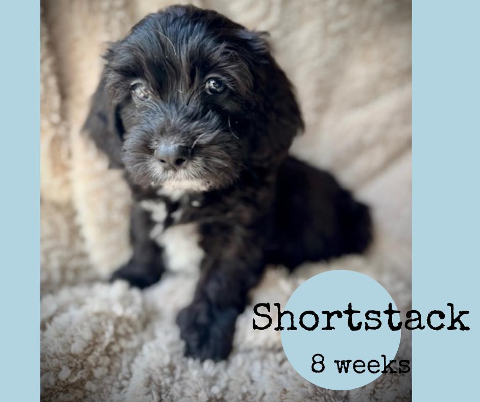 Dog for adoption - Shortstack, a Cocker Spaniel & Shih Tzu Mix in ...