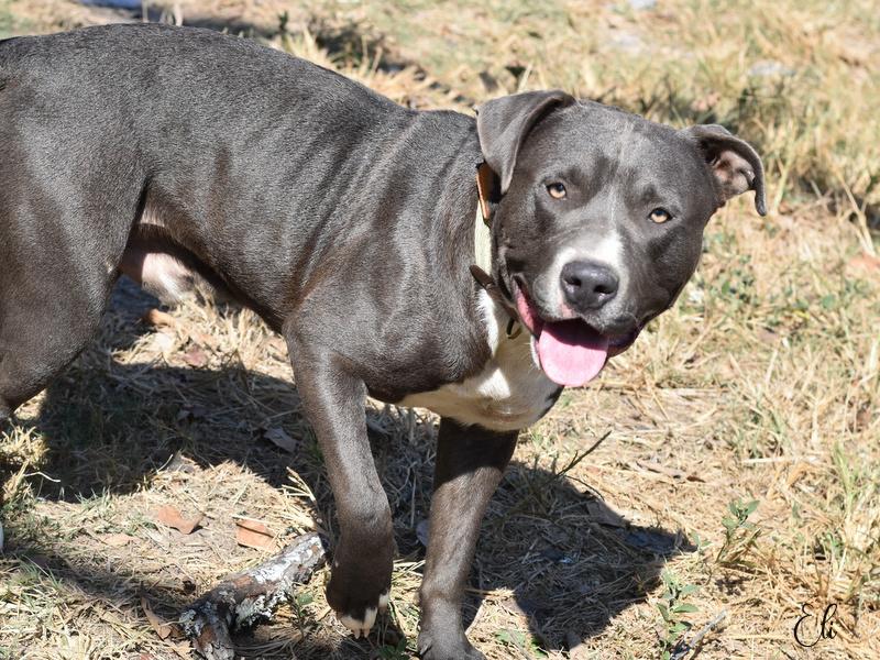 Dog for adoption - Eli, a Pit Bull Terrier & American Bully Mix in ...