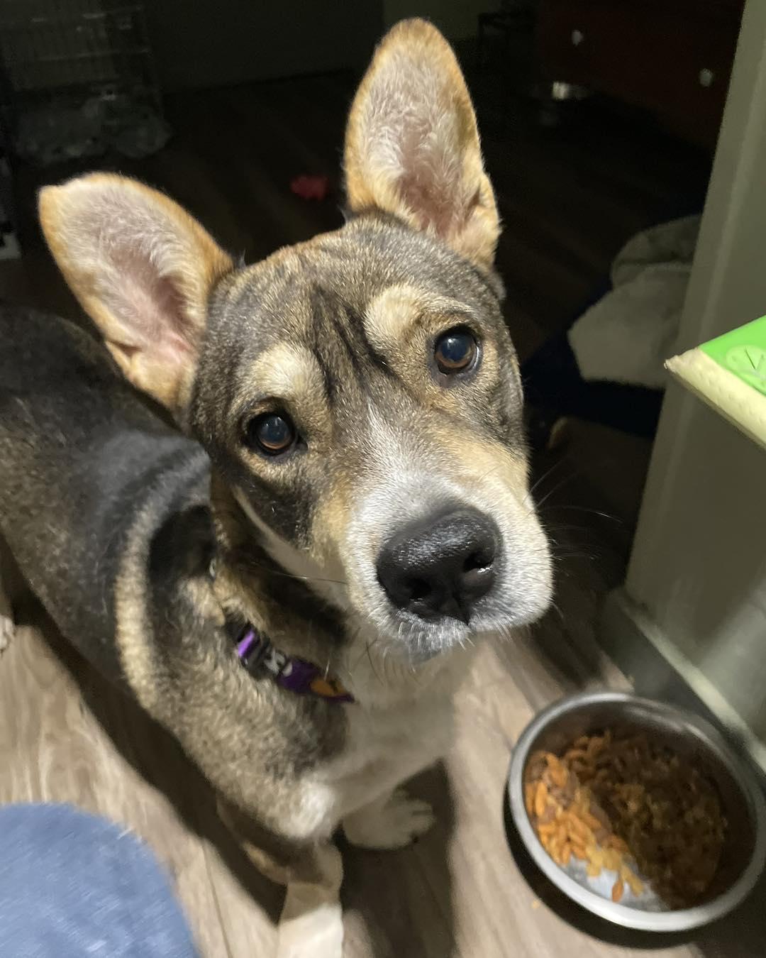 Dog for adoption - Trumbo, a Corgi Mix in Winsted, CT | Petfinder