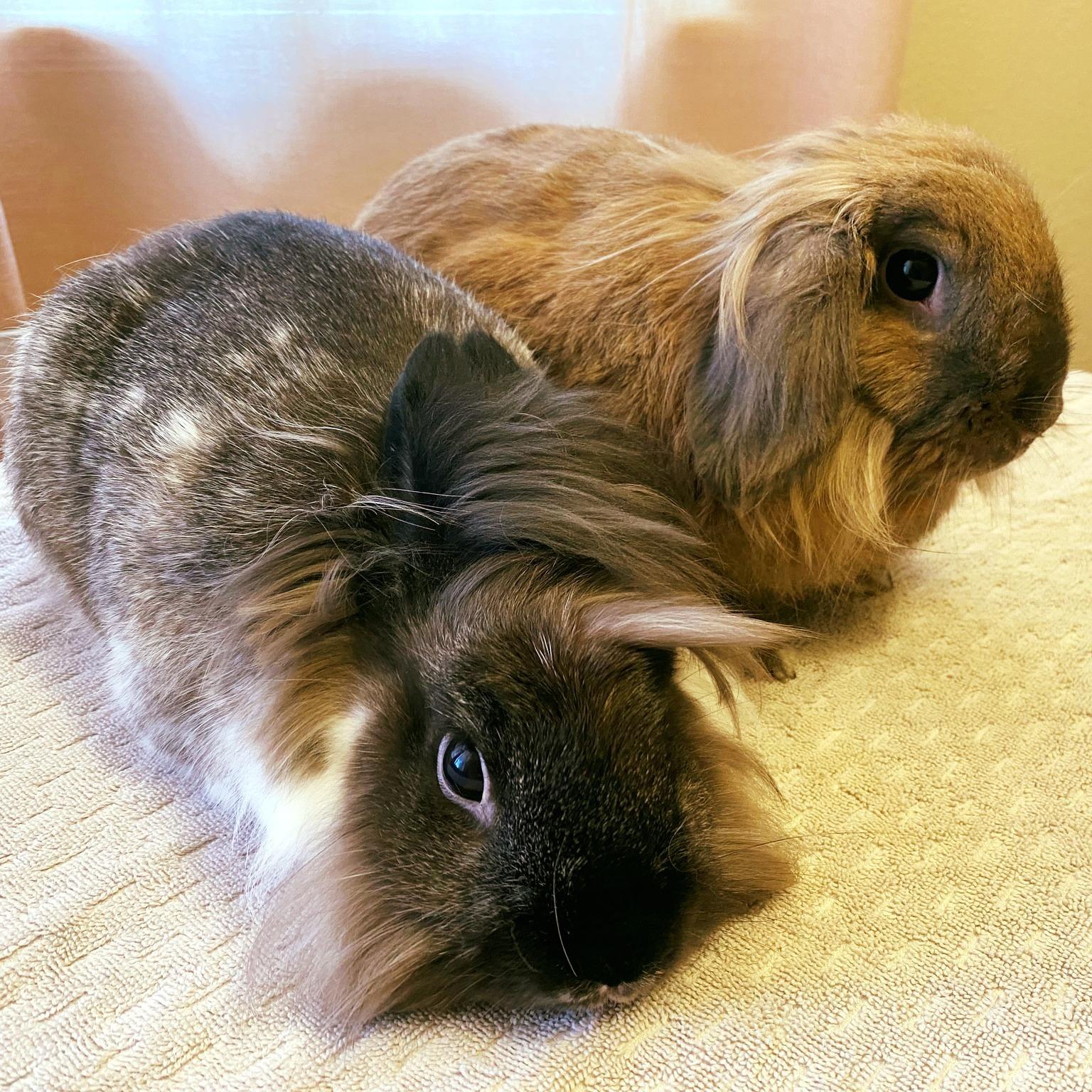 Rabbit for adoption - Vera & JB (Louis), a Holland Lop & Lionhead Mix ...