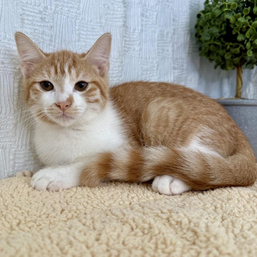 Cat for adoption - Orionis **Polydactyl**, an Extra-Toes Cat ...