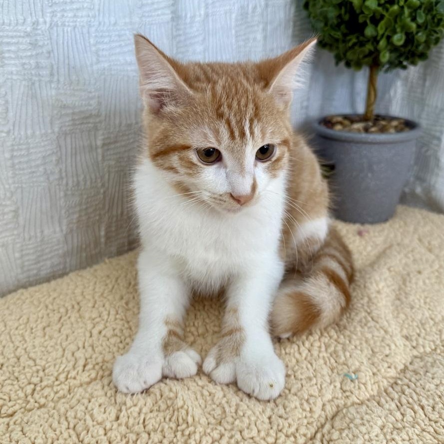 Cat for adoption - Orionis **Polydactyl**, an Extra-Toes Cat ...